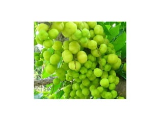 Amla Production and plantation | PPT