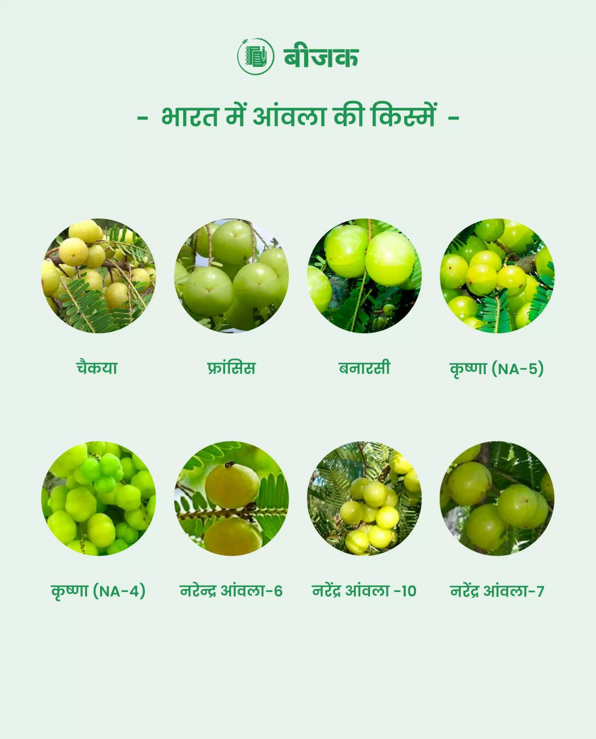 All about Amla Cultivation, Varieties & Trade in India | PDF