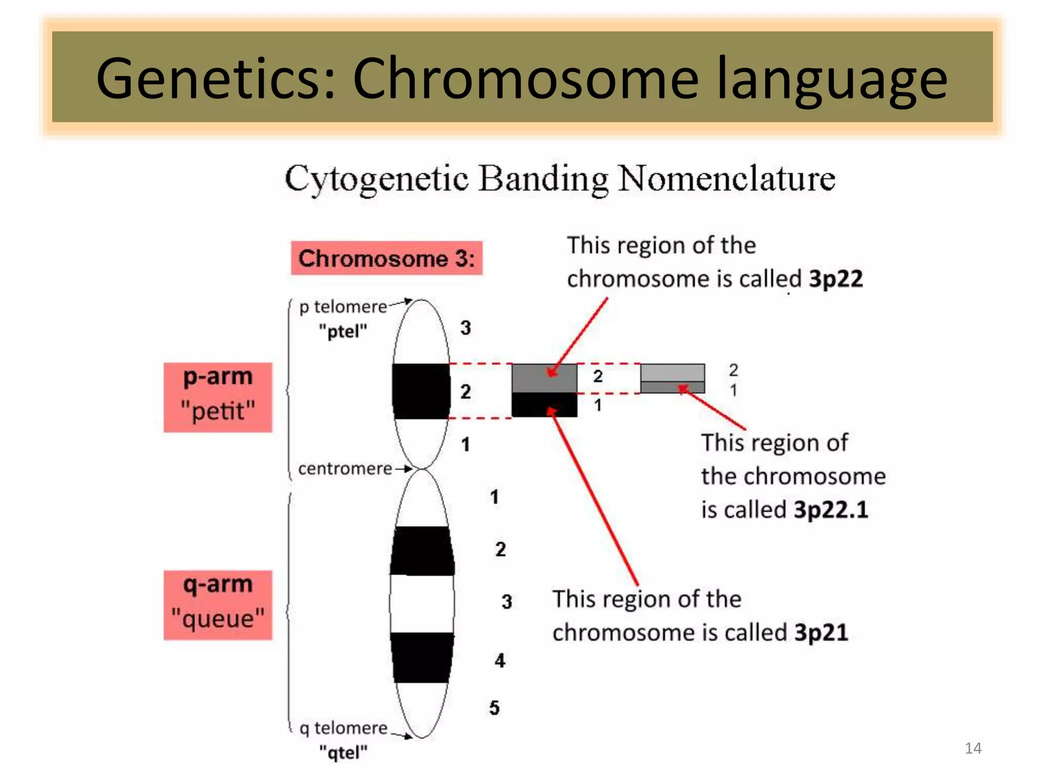 Acute Leukemia Cytogenetics | PPTX
