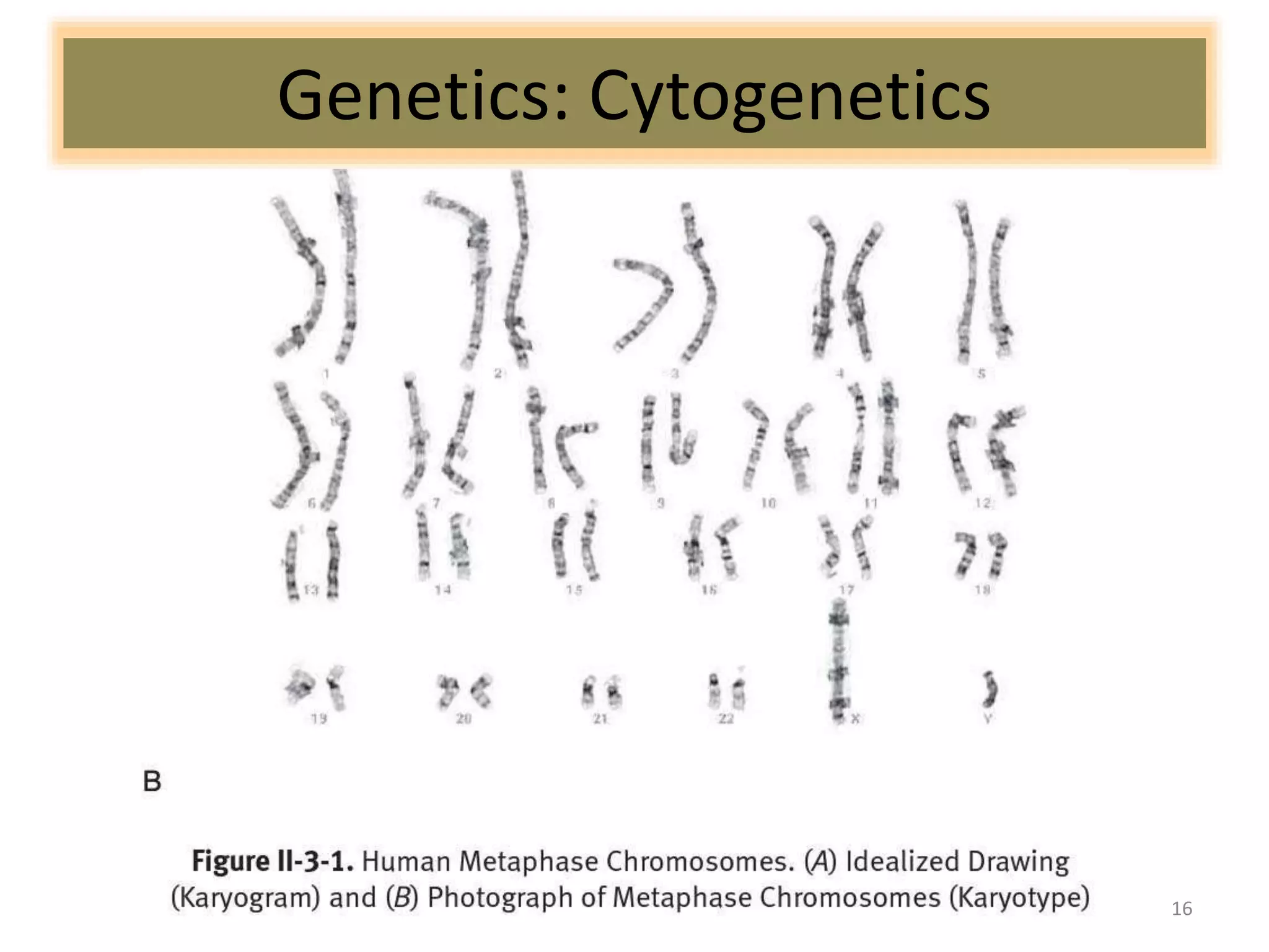 Acute Leukemia Cytogenetics | PPTX