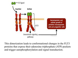 Aml flt3 itd | PPTX