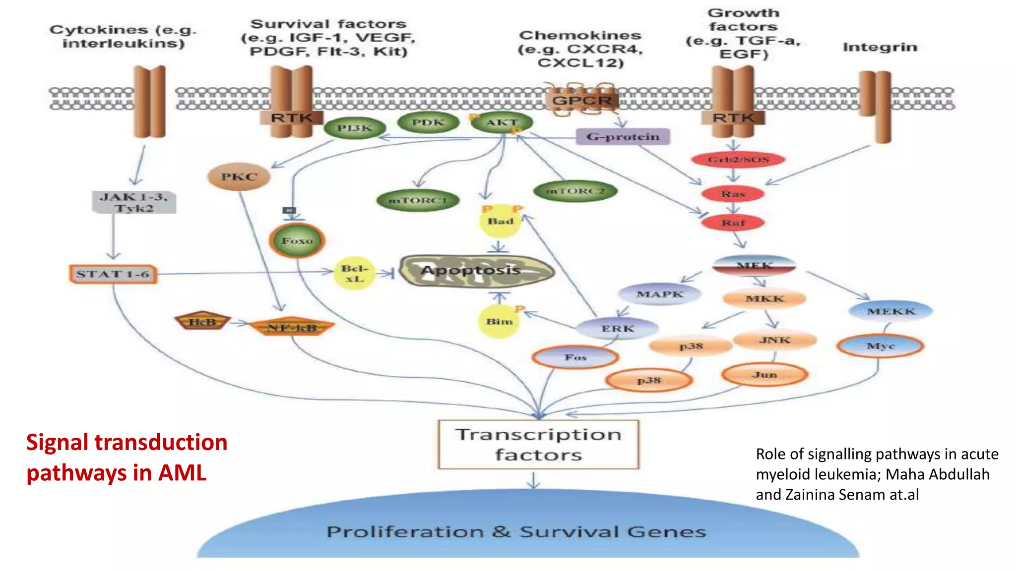 ACUTE MYELOID LEUKEMIA SIGNALLING | PPTX