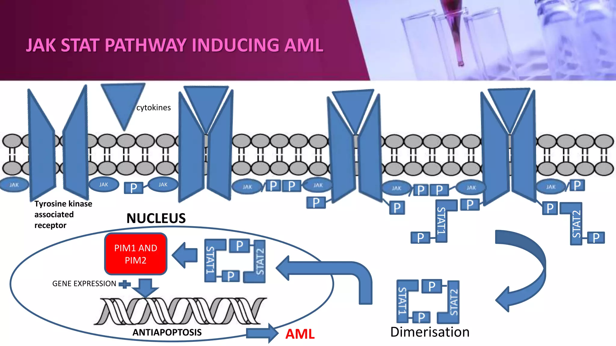 ACUTE MYELOID LEUKEMIA SIGNALLING | PPTX