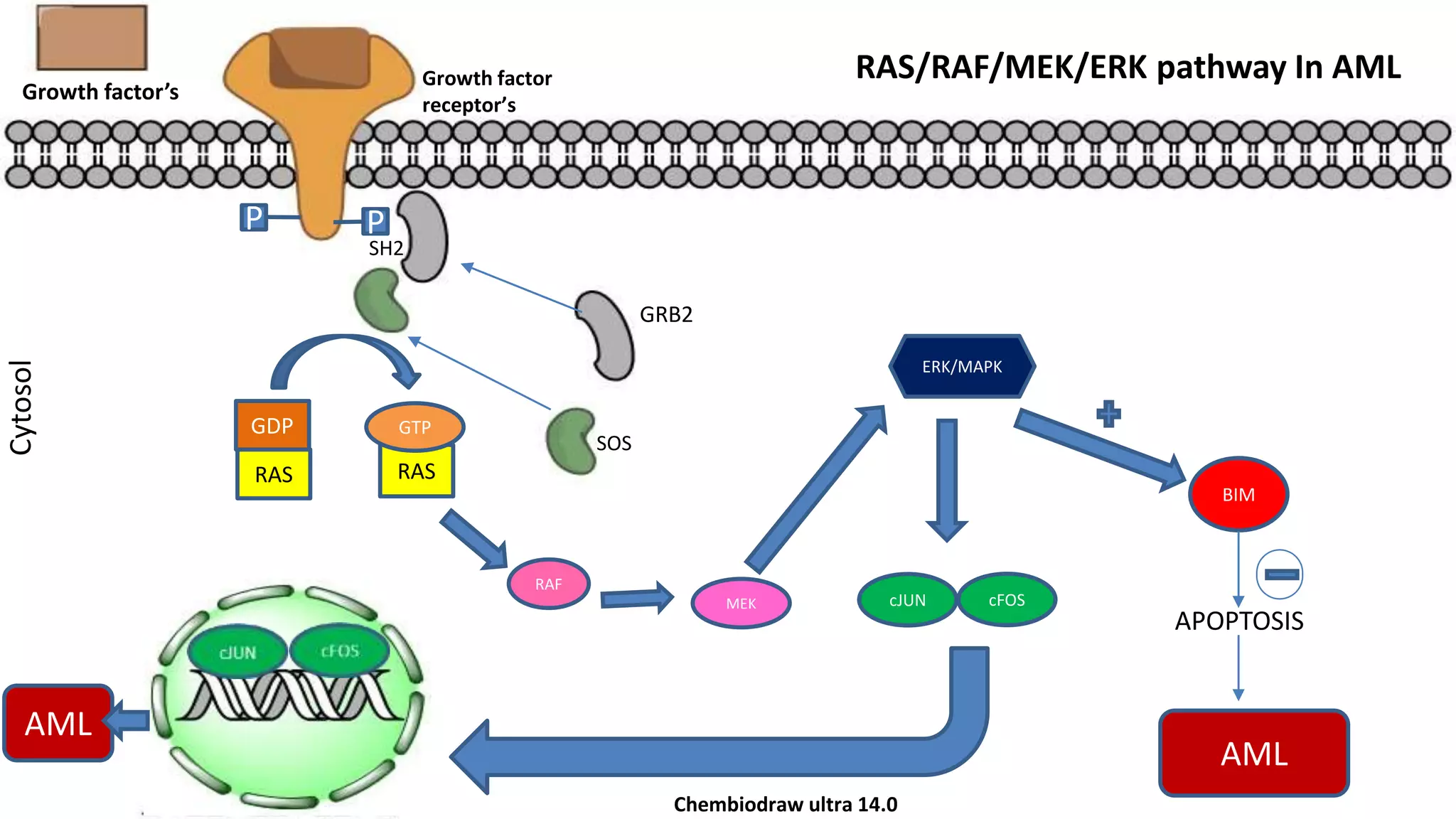 ACUTE MYELOID LEUKEMIA SIGNALLING | PPTX