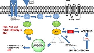 ACUTE MYELOID LEUKEMIA SIGNALLING | PPTX