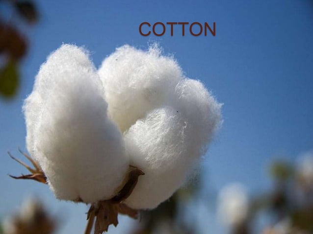 Textile Fiber- Cotton | PPT