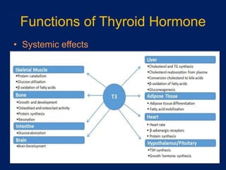 Ammended Thyroid hormone Functions and Abnormalities (1).pptx
