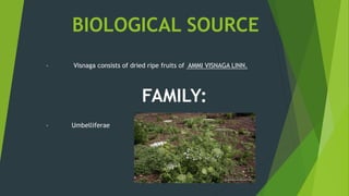 Ammi visnaga | PPT