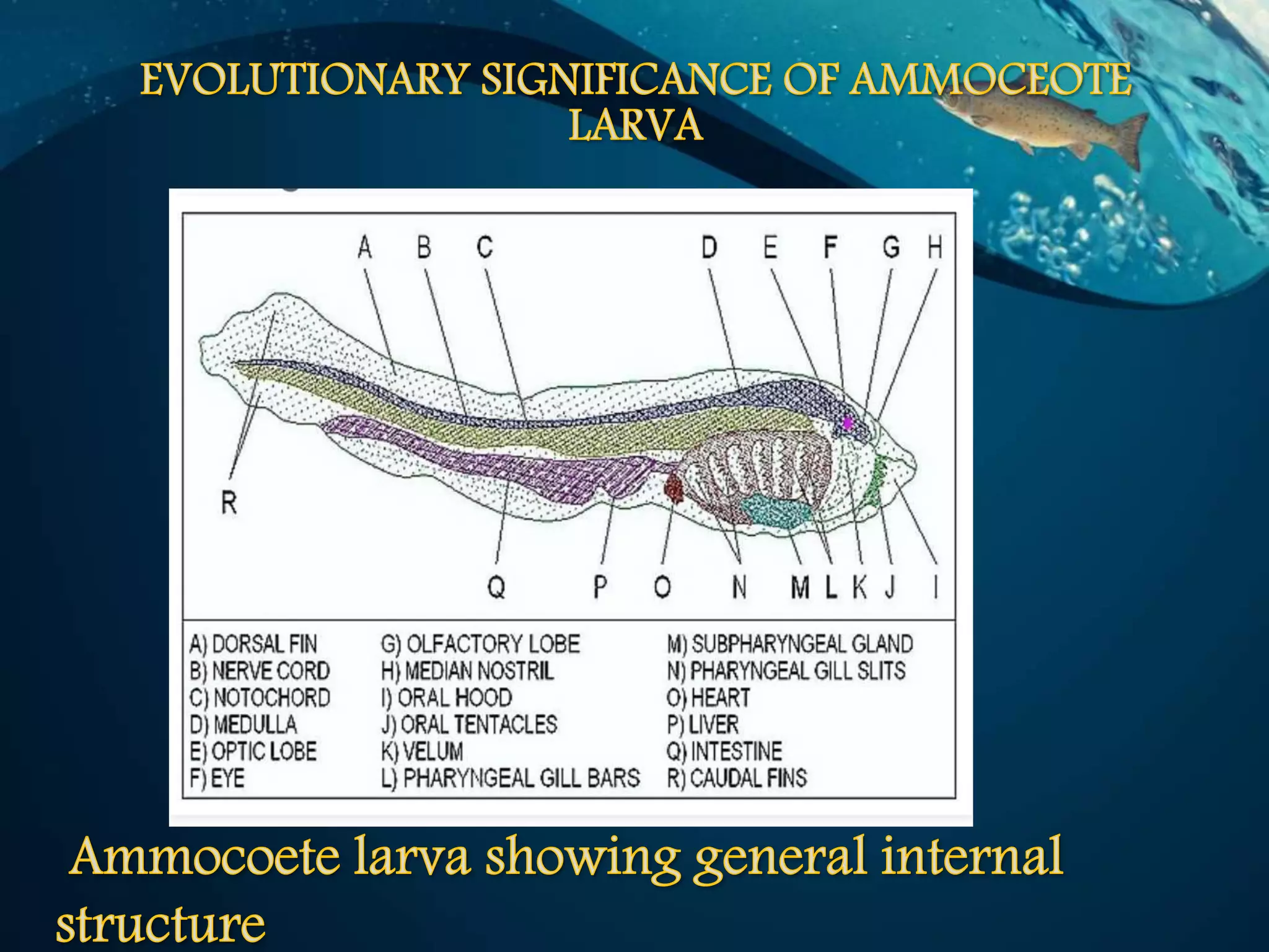 Ammoceate larva | PPTX