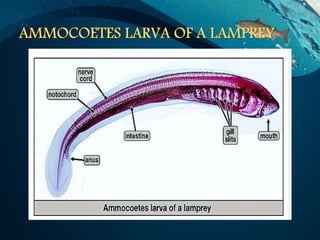 Lamprey Ammocoete Larva