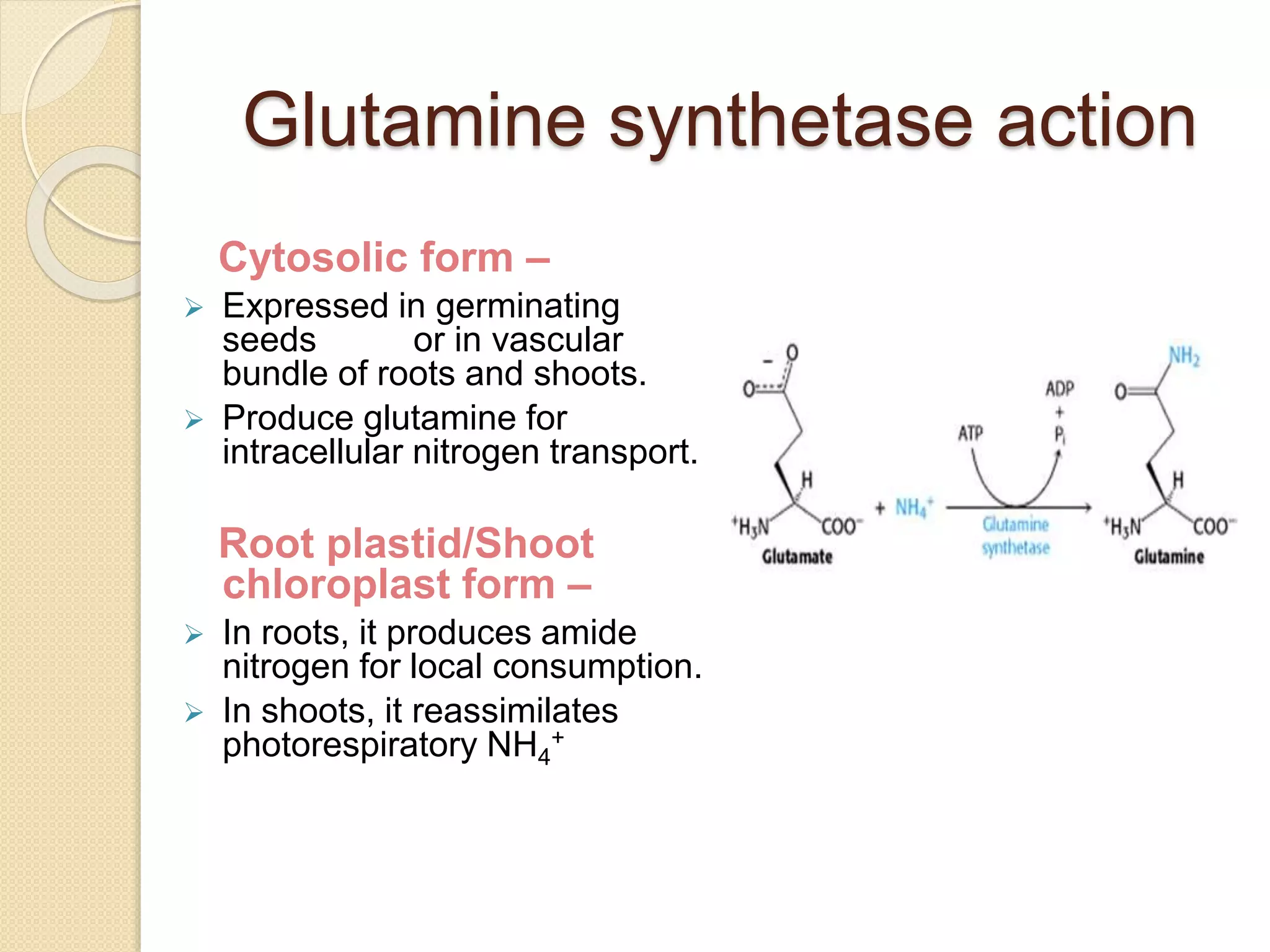 Ammonia assimilation and transamination | PPTX
