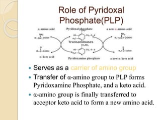 Ammonia assimilation and transamination | PPTX