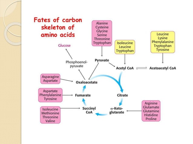 Ammonia assimilation and transamination | PPTX | Chemistry | Science