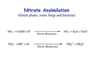 Ammonia assimilation and transamination | PPTX