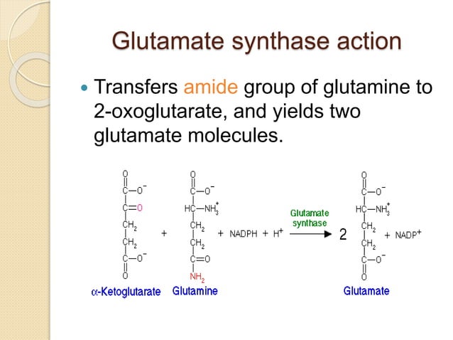 Ammonia assimilation and transamination | PPTX | Chemistry | Science