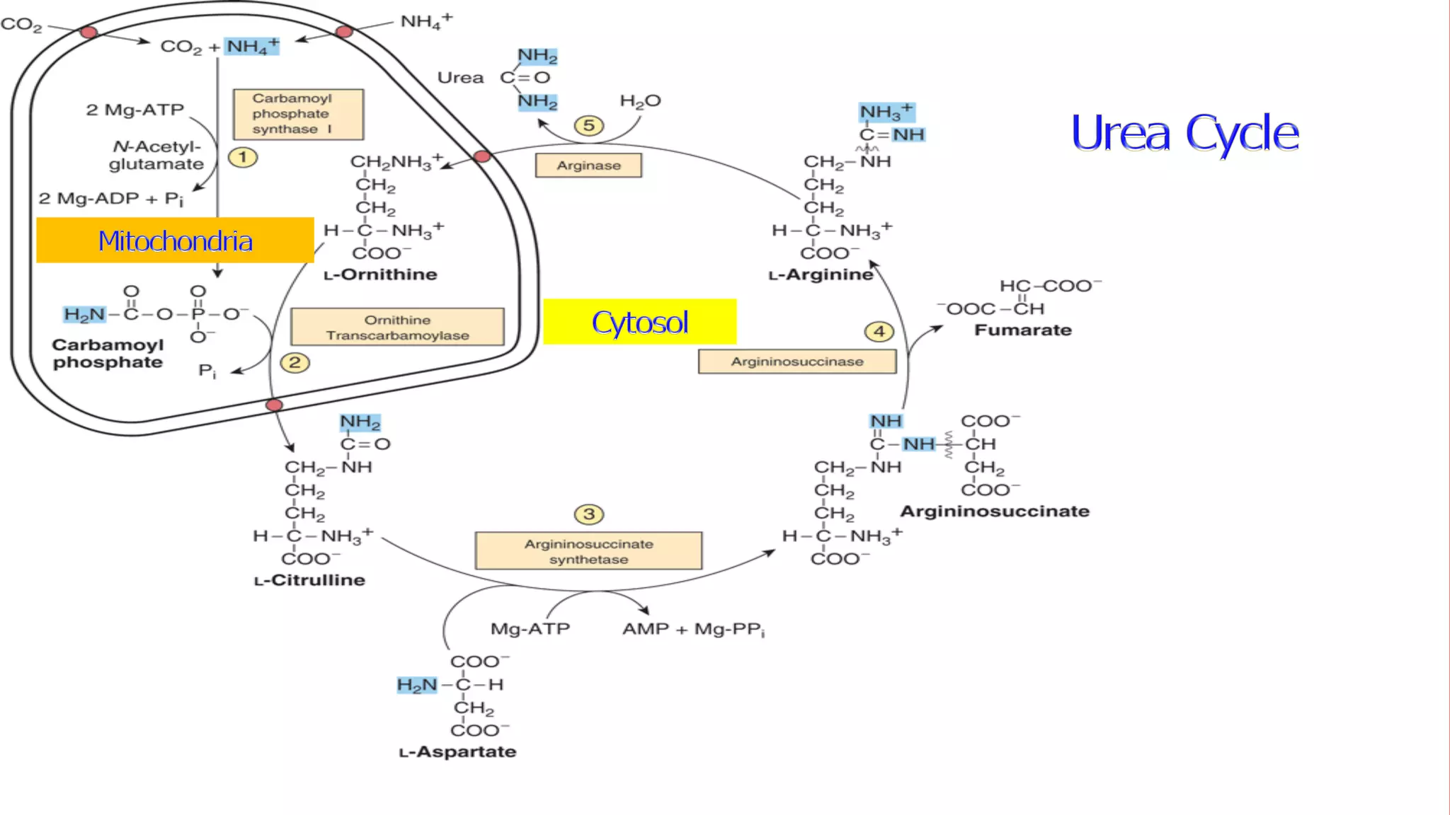Ammonia metabolism | PDF