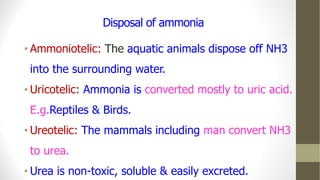 Ammonia metabolism | PDF