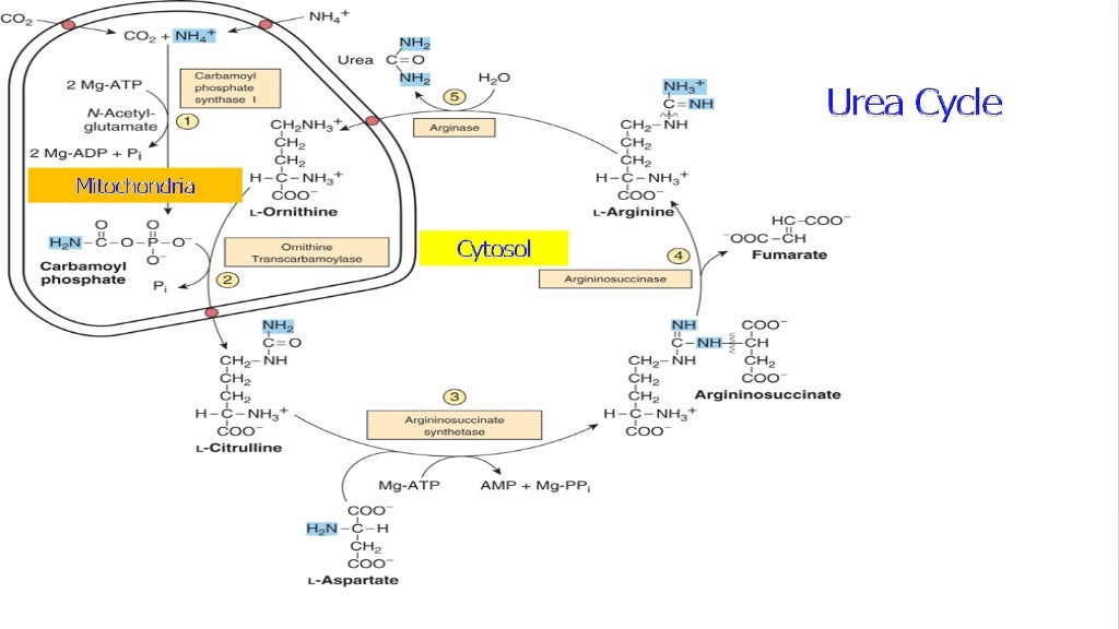 Ammonia metabolism