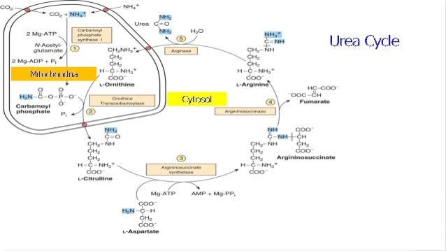 Ammonia metabolism