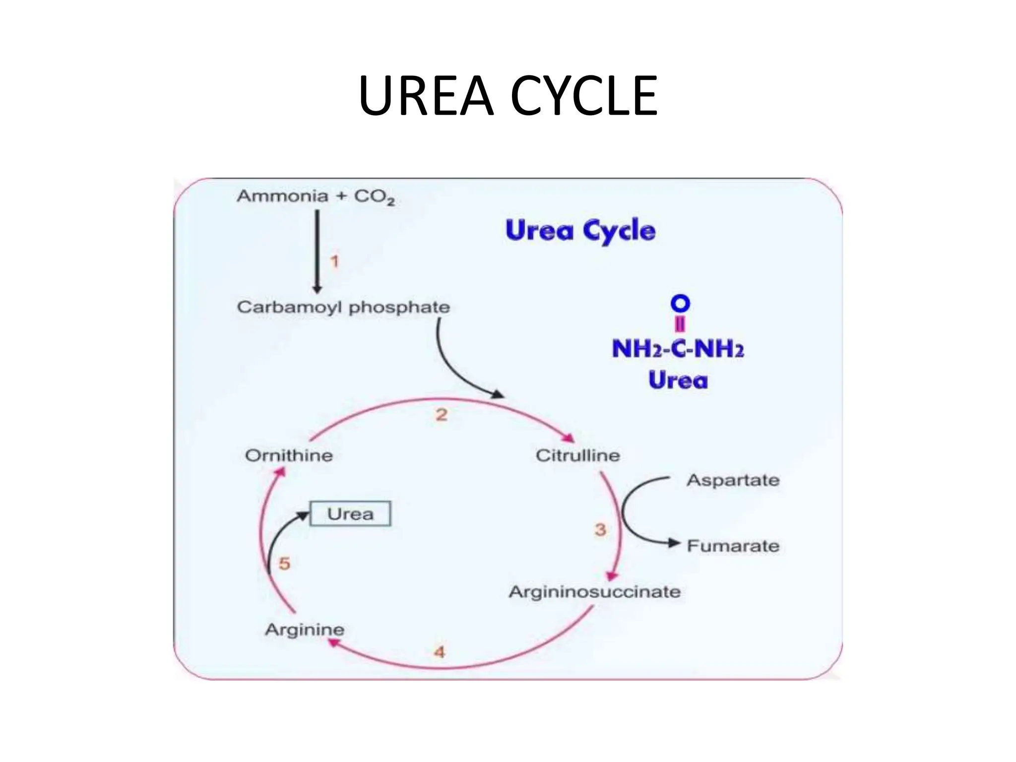 AMMONIA TOXICITY PowerPoint presentation | PPTX | Chemistry | Science