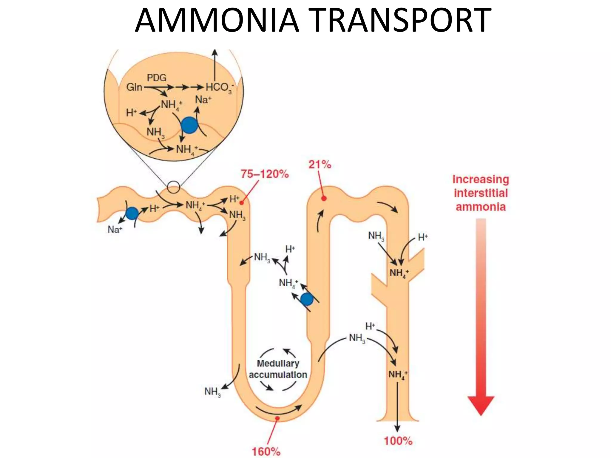 Ammonia transport in renal tubules | PPTX