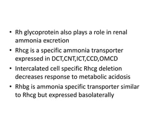Ammonia transport in renal tubules | PPTX