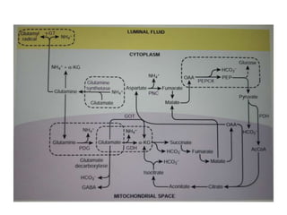 Ammonia transport in renal tubules | PPTX | Chemistry | Science