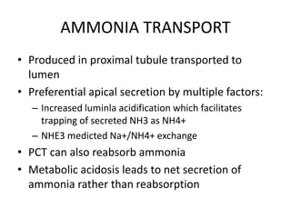 Ammonia transport in renal tubules | PPTX | Chemistry | Science