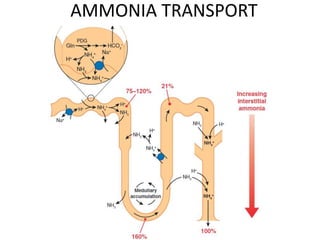 Ammonia transport in renal tubules | PPT