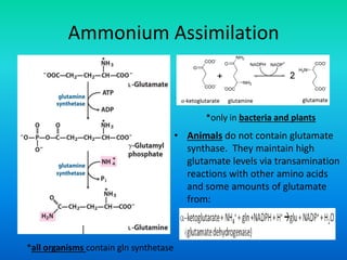 Ammonium assimilation | PDF