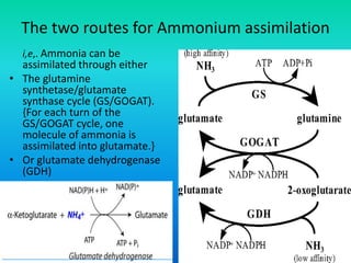 Ammonium assimilation | PDF