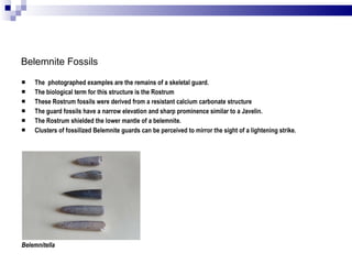 Ammonoid Presentation | PPT