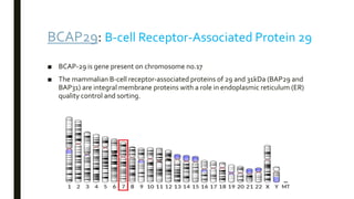 PRIMER DESIGNING | PPTX