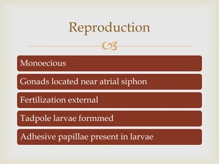 Animal Diversity II | PPT