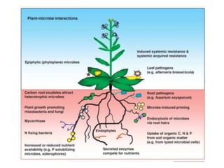 Interaction involving microorganisms(competitions, amensalism ...