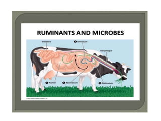 Interaction involving microorganisms(competitions, amensalism ...