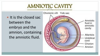 Amniotic Cavity