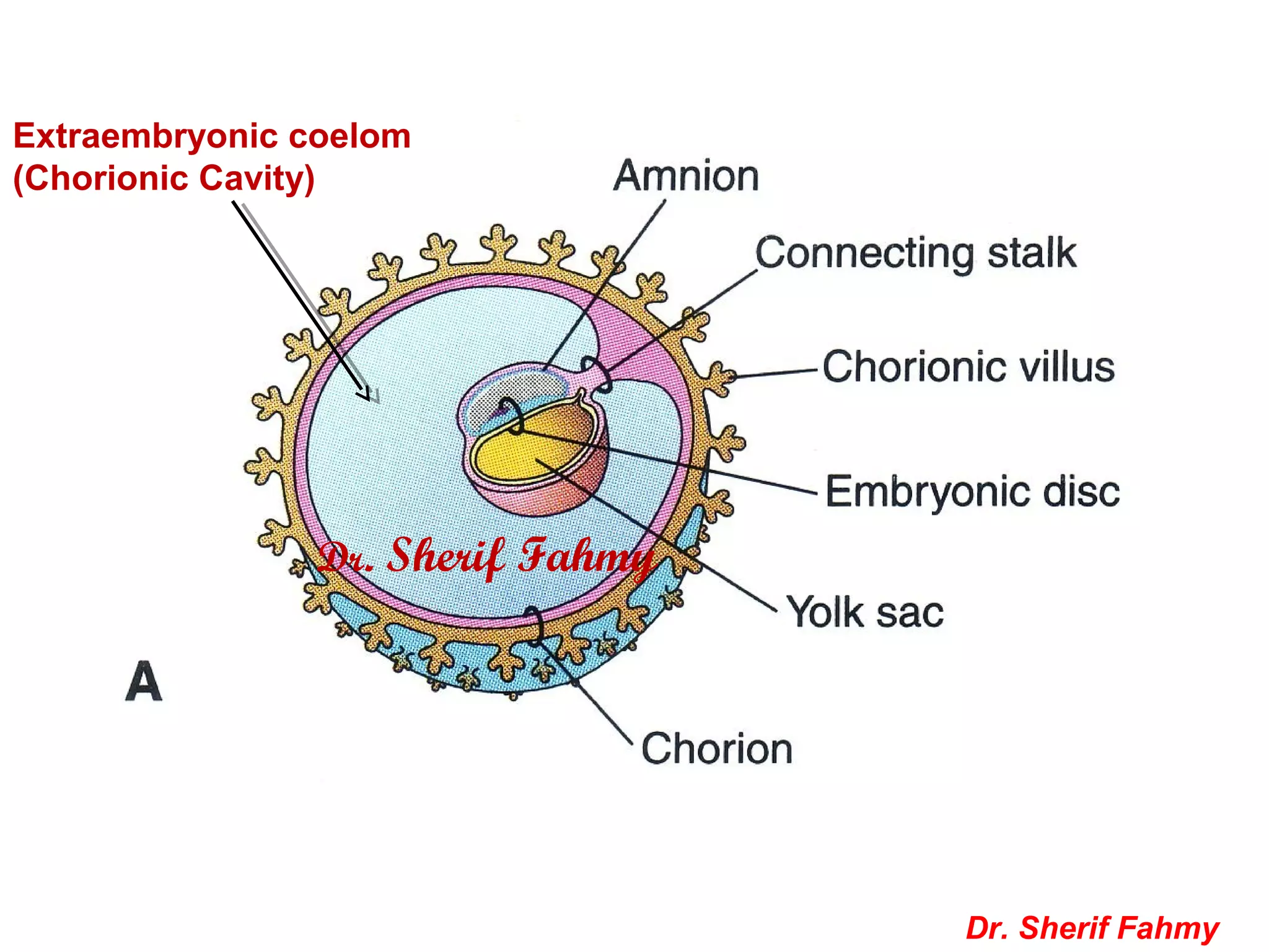 Amnion And Umbilical Cord General Embryology Ppt