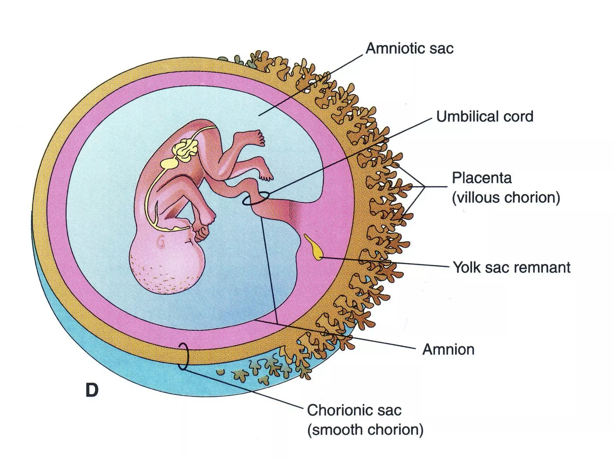 Amnion & Umbilical Cord (General Embryology) | PPS