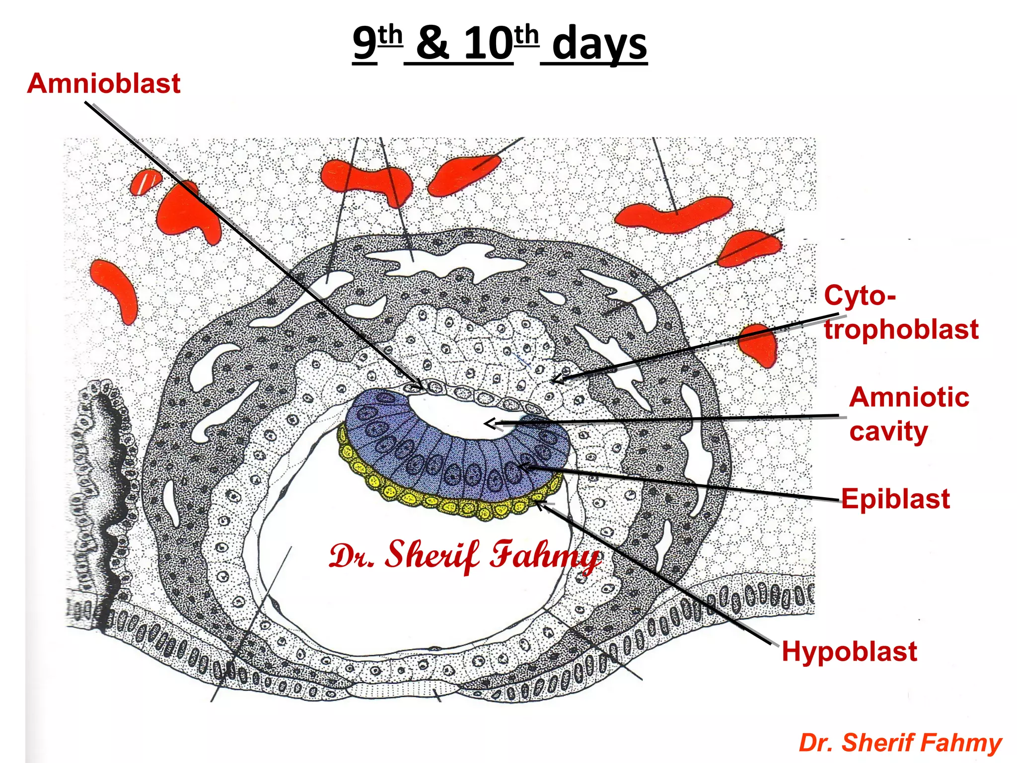 Amnion & Umbilical Cord (General Embryology) | PPS