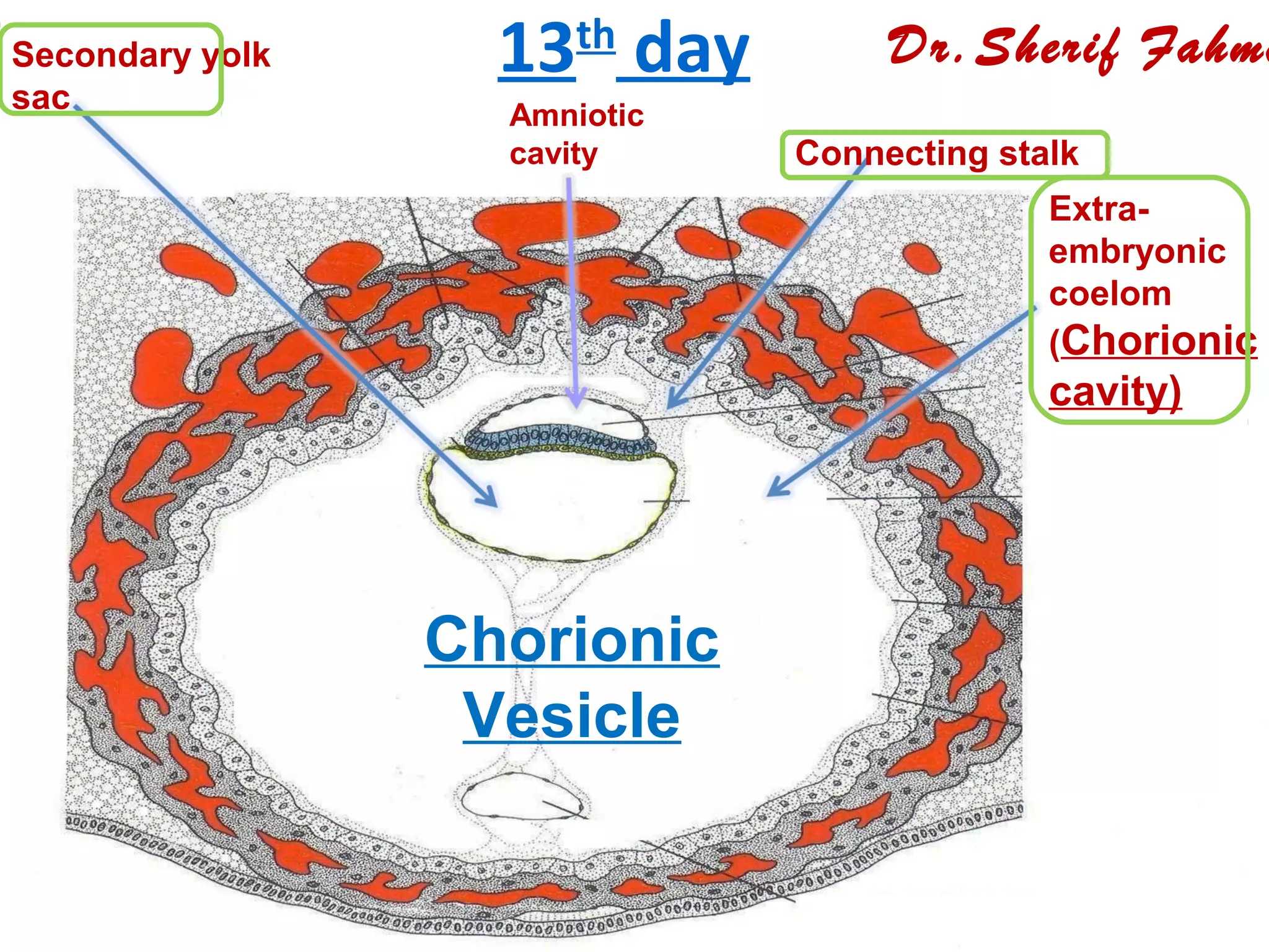 Amnion & Umbilical Cord (General Embryology) | PPS