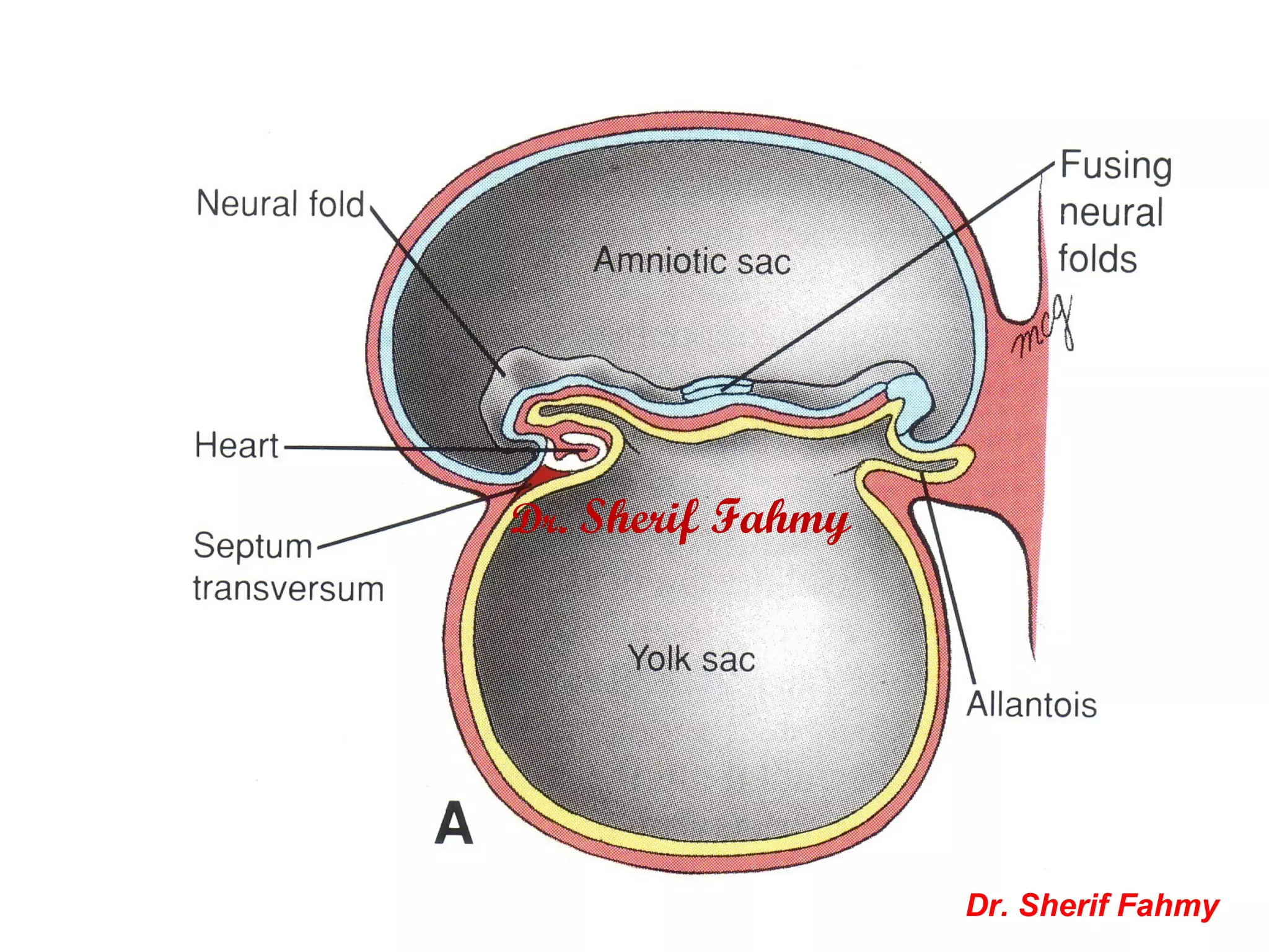 Amnion & Umbilical Cord (General Embryology) | PPS