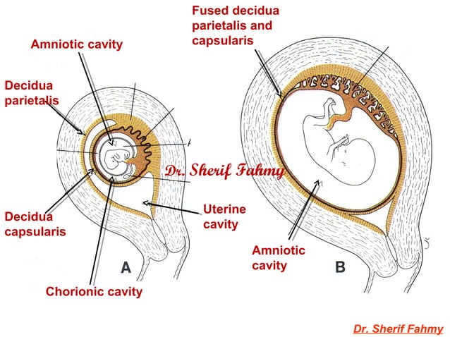 Amnion & Umbilical Cord (General Embryology) | PPS | Pregnancy ...