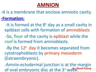 Amnion & Umbilical Cord (General Embryology) | PPS