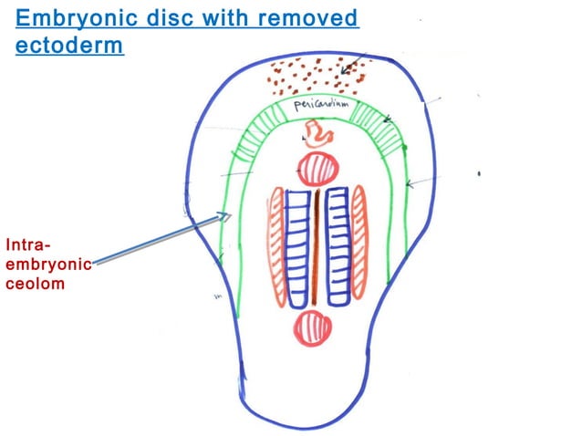 Amnion & Umbilical Cord (General Embryology) | PPT