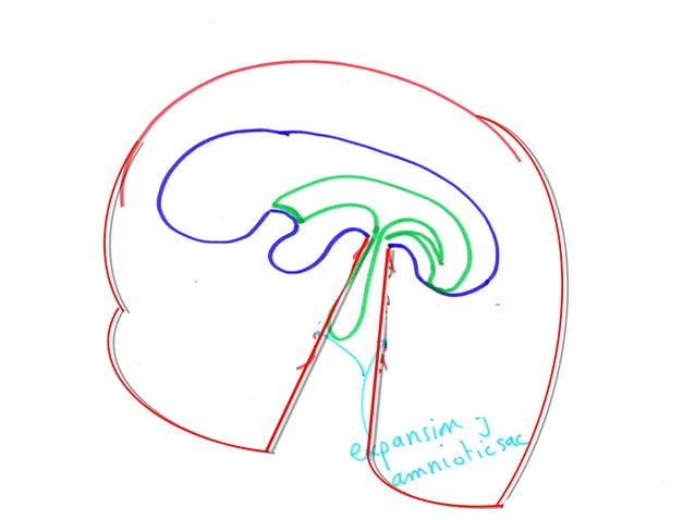Amnion & Umbilical Cord (General Embryology) | PPS | Pregnancy ...