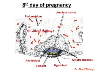 Amnion & Umbilical Cord (General Embryology) | PPS