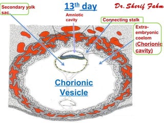 Amnion & Umbilical Cord (General Embryology) | PPS