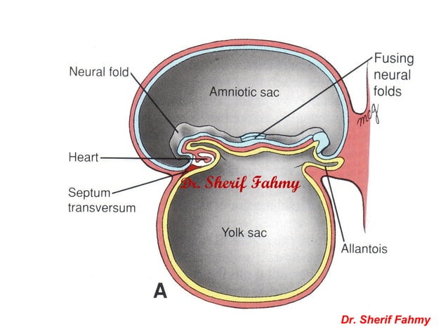 Amnion & Umbilical Cord (General Embryology) | PPS | Pregnancy ...