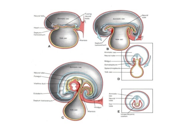 Amnion & Umbilical Cord (General Embryology)